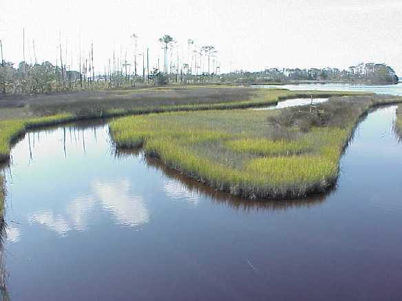 Wetlands | NCpedia