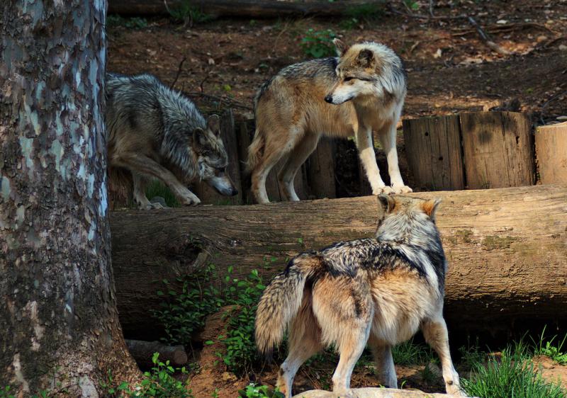 Pack of wolves | NCpedia