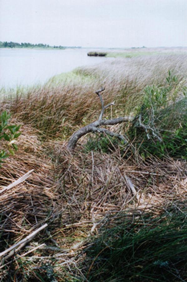 Wrack line | NCpedia