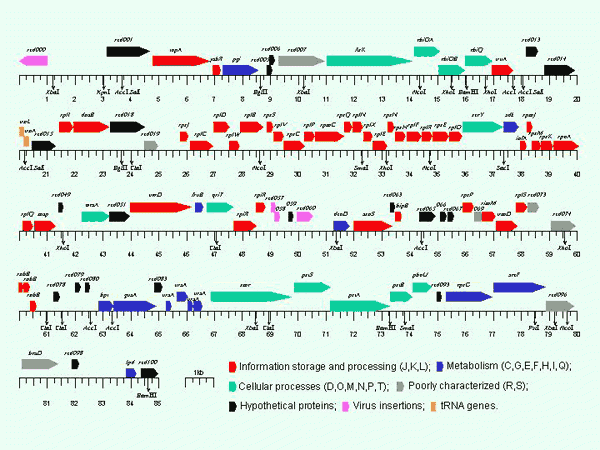 Genetic map | NCpedia